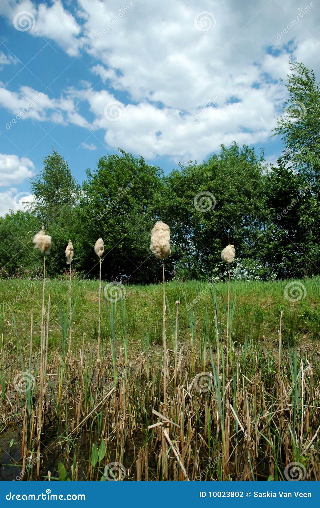 Emergent plants stock photo. Image of emerging, extend - 10023802