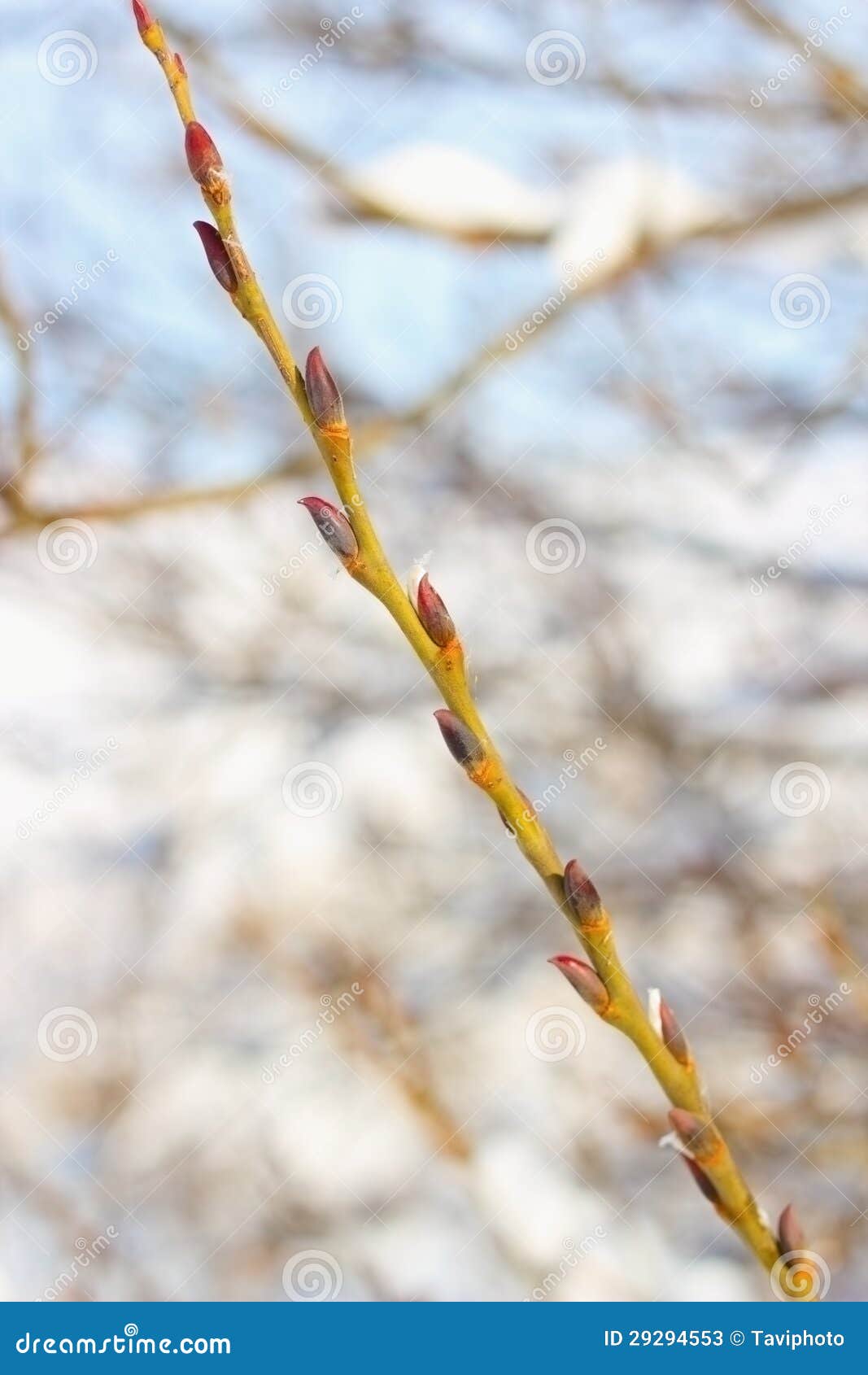Emerging Buds in Late Winter Stock Image - Image of beauty, plant: 29294553
