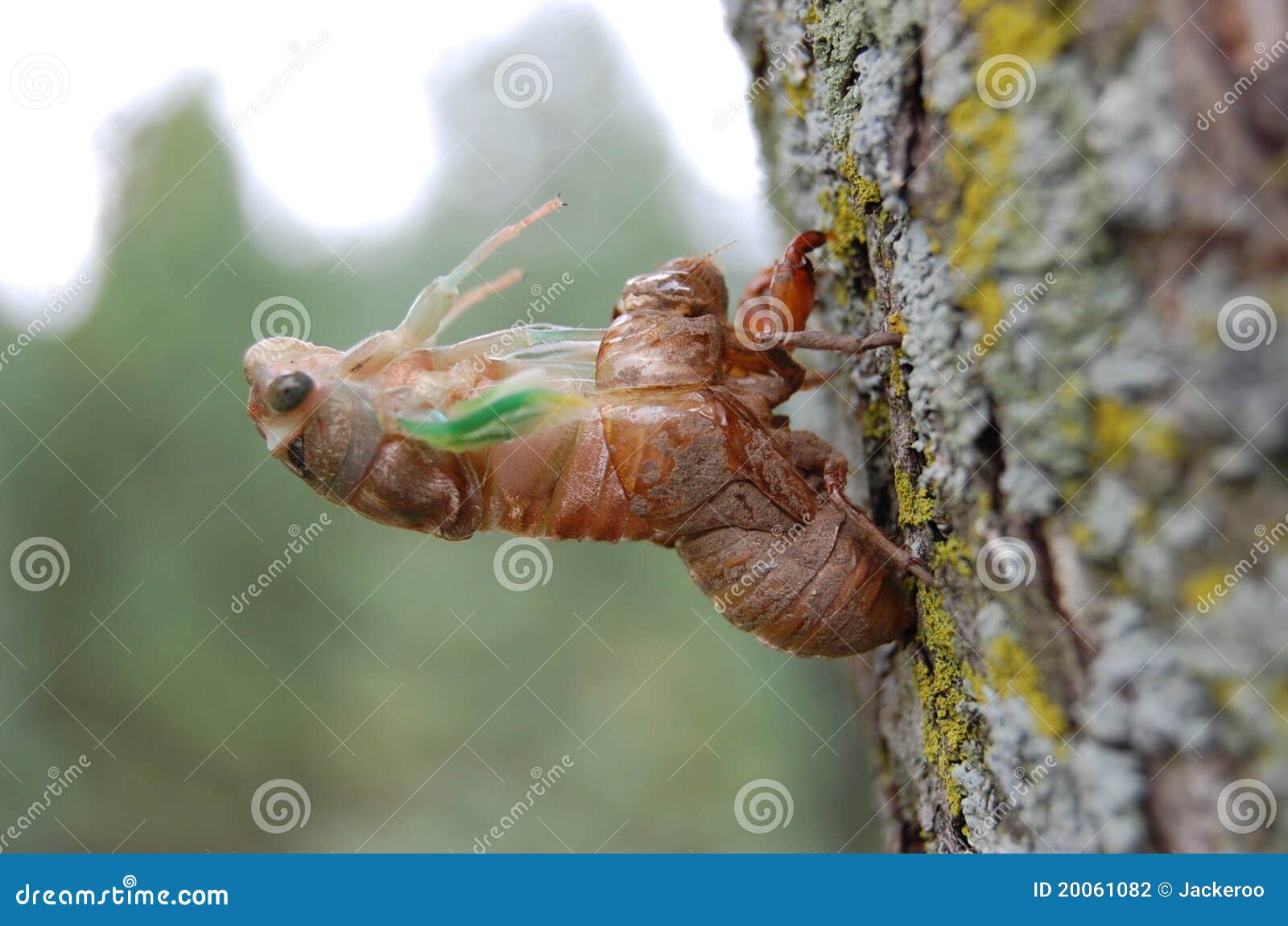Emerging Cicada stock photo. Image of cicada, insects - 20061082