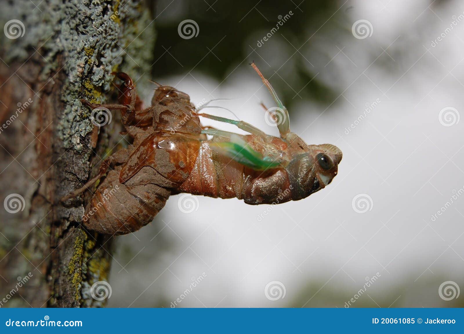 Emerging Cicada stock image. Image of larva, hatching - 20061085
