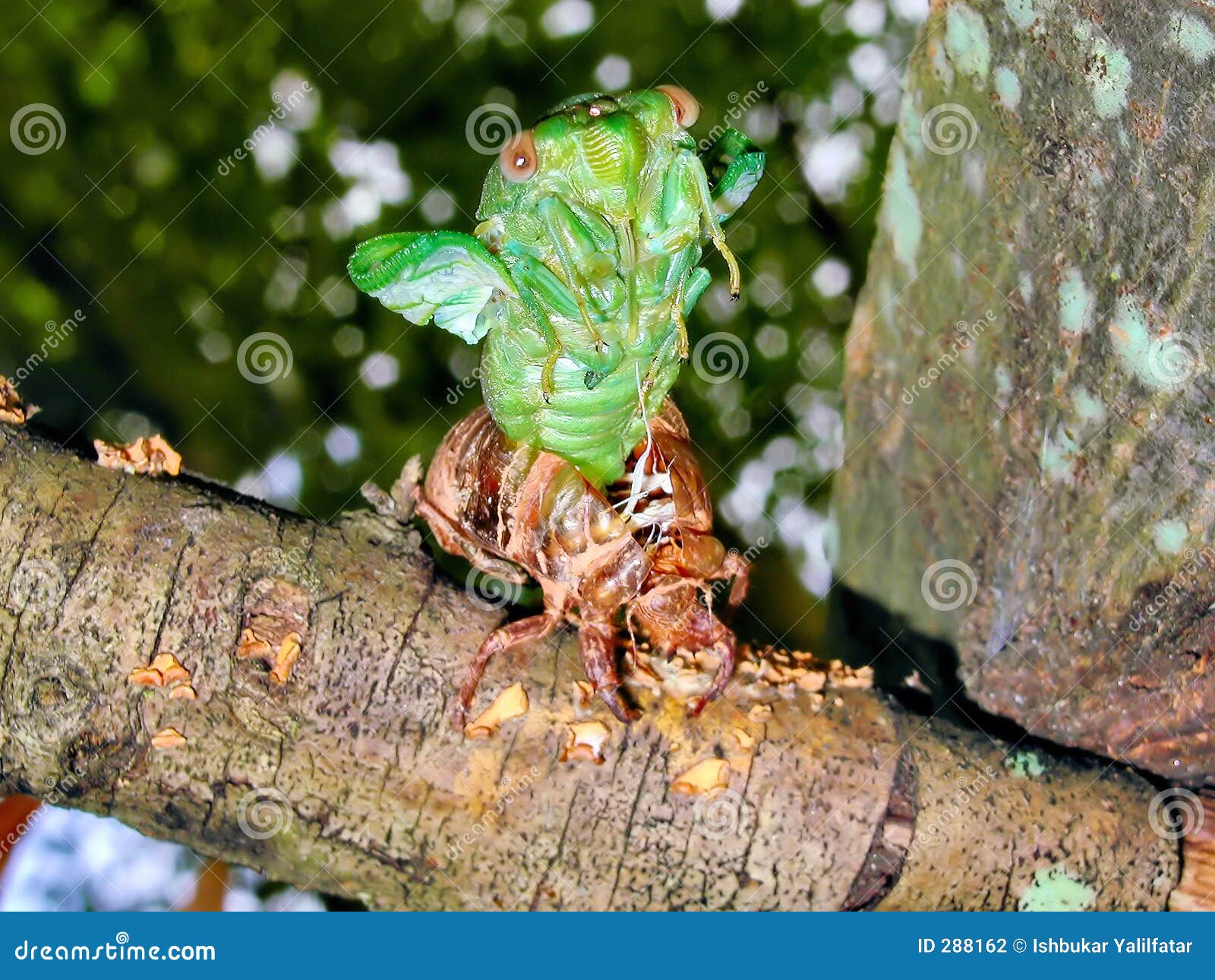 Emerging Cicada stock photo. Image of exoskeleton, emerge - 288162