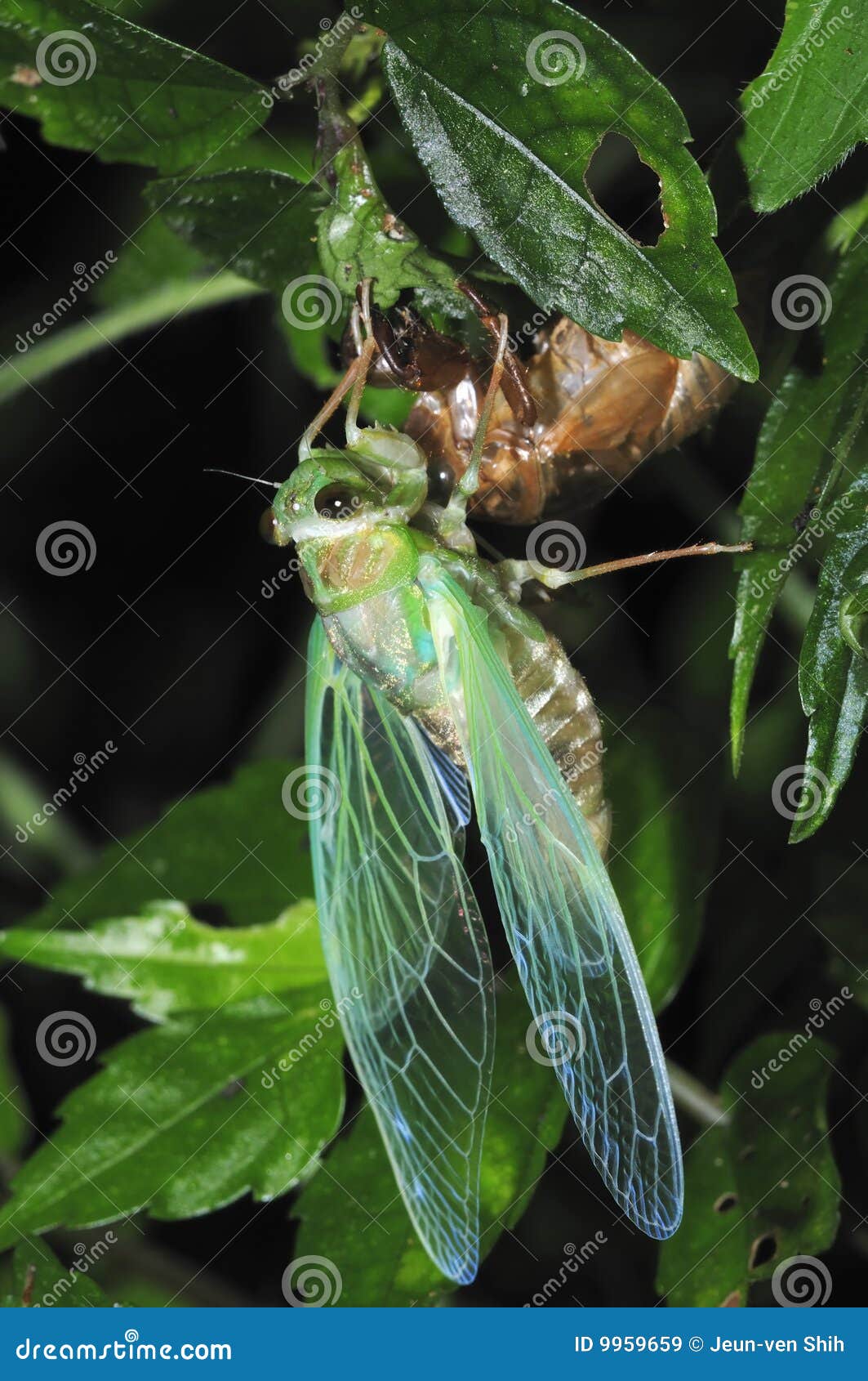 126 Cicada Cocoon Stock Photos - Free & Royalty-Free Stock Photos from ...