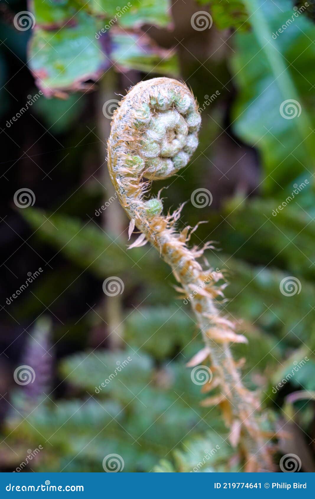 Fern Shoot Growing Vigorously in Springtime in Cornwall Stock Image ...
