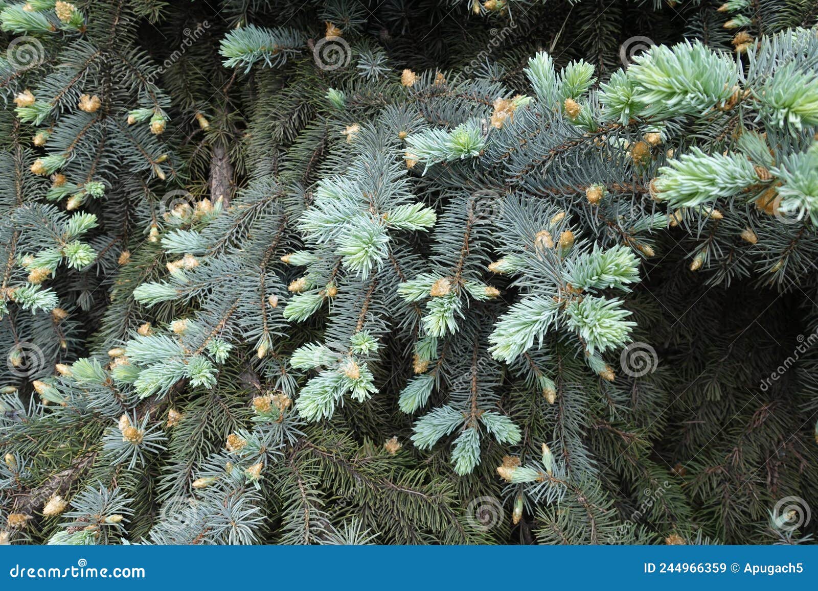 Emerging Fresh Foliage of Blue Spruce Stock Image - Image of pungens ...