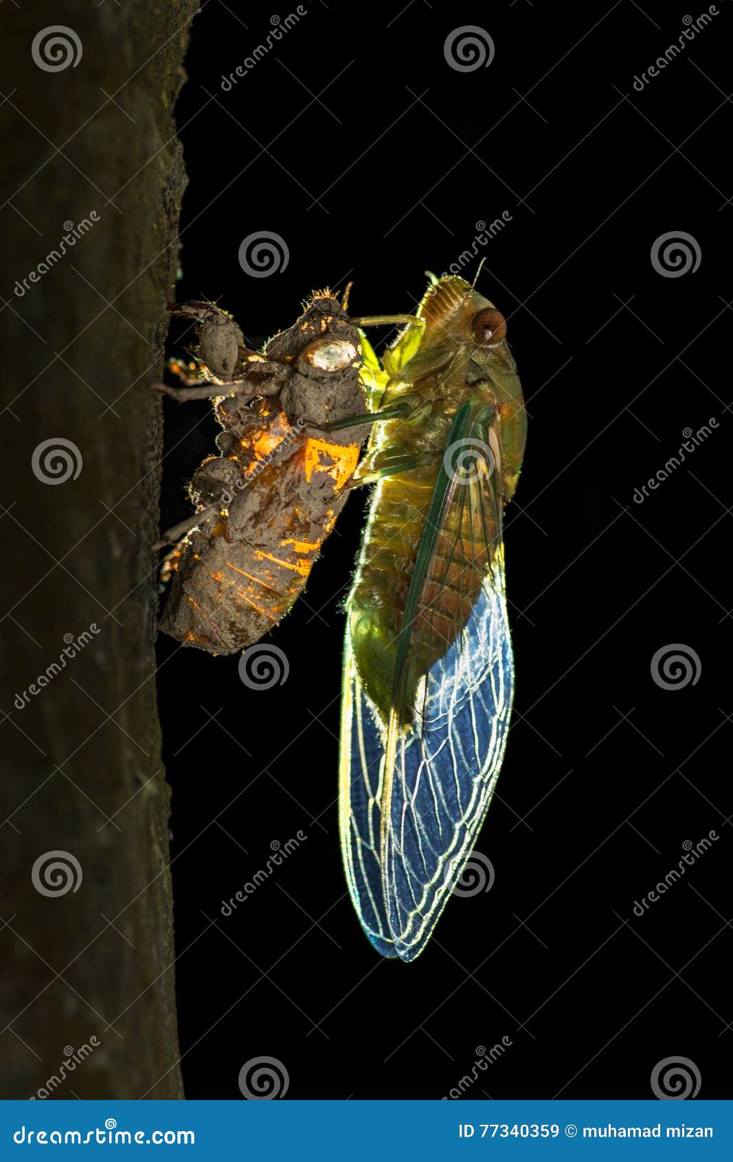 Emerging Green Cicada on Backlight at the Night Macro Art Stock Image ...