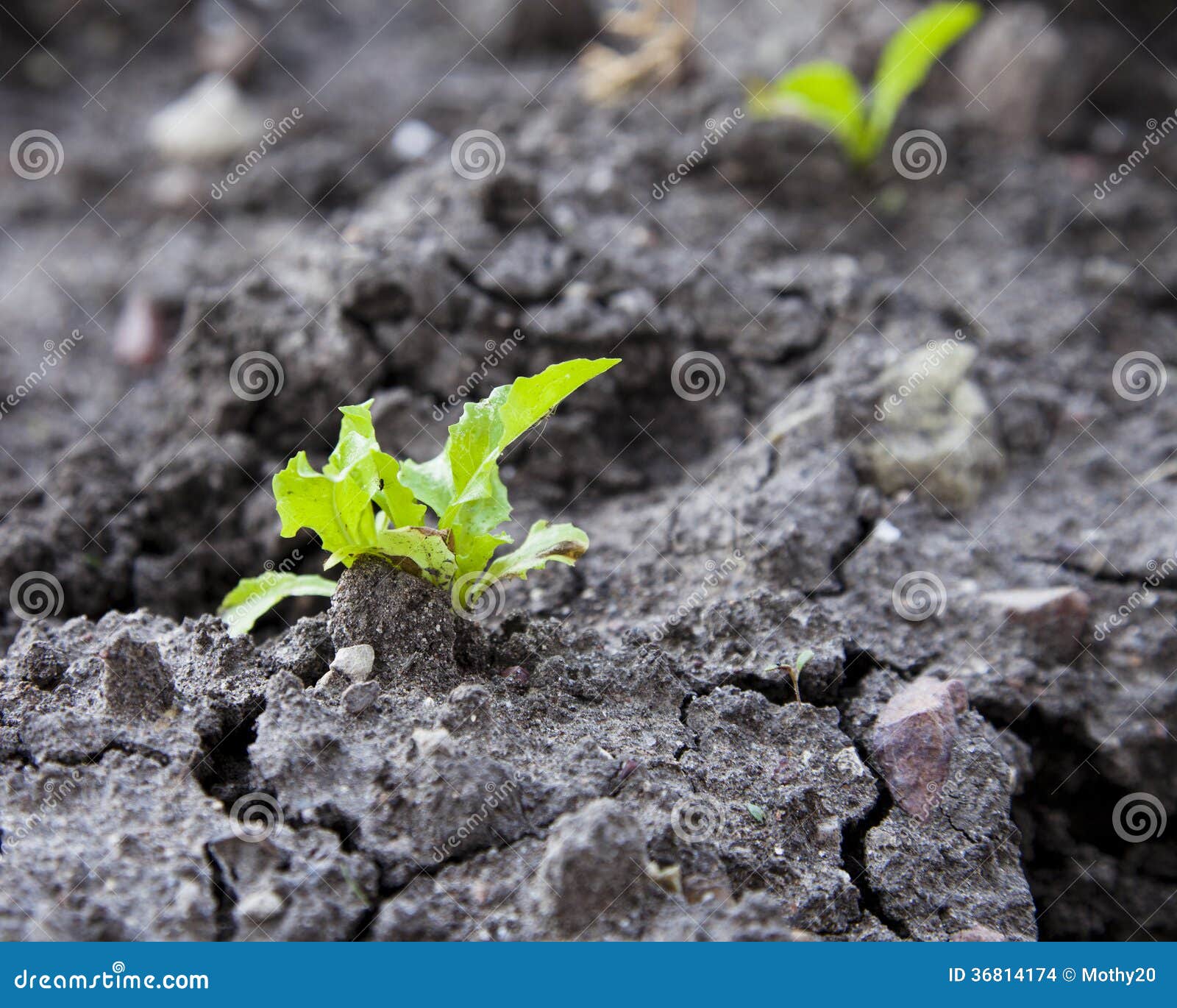 Emerging Green stock photo. Image of farm, gardening - 36814174