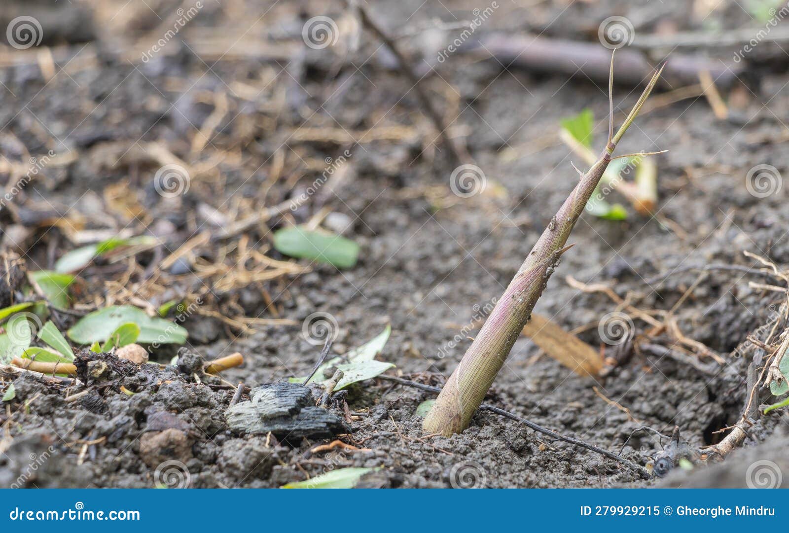 Emerging Green: Sprout of a Young Bamboo Plant in the Garden Stock ...
