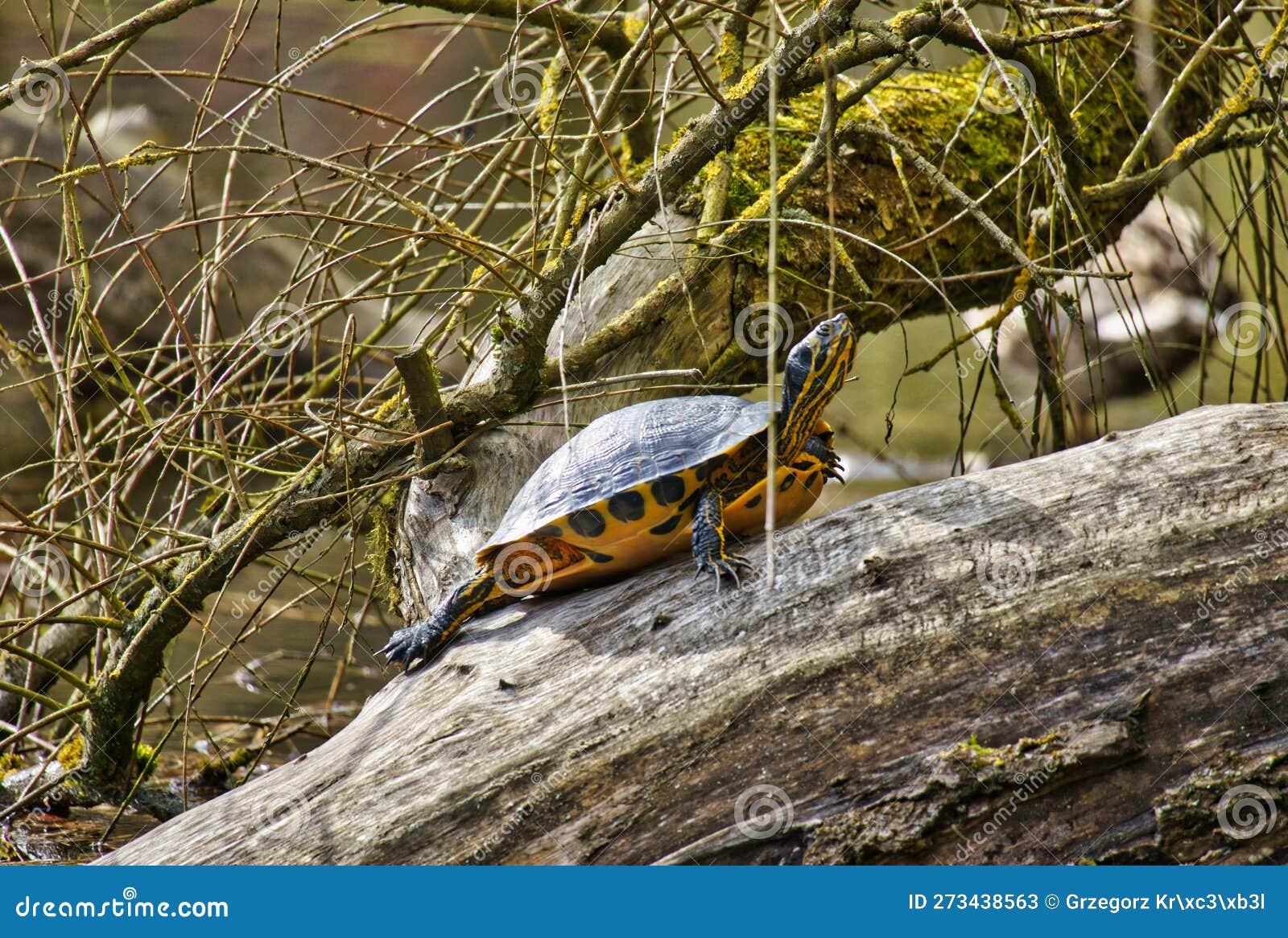 Emerging from Hibernation stock image. Image of wildlife - 273438563