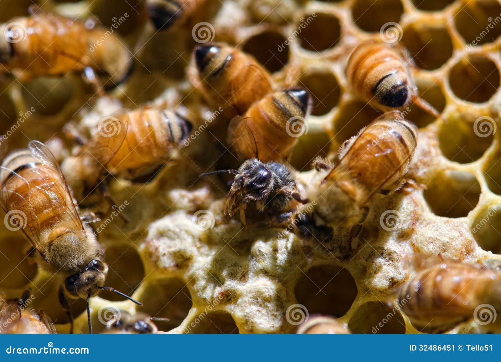 Emerging stock image. Image of insect, swarm, comb, pollen - 32486451