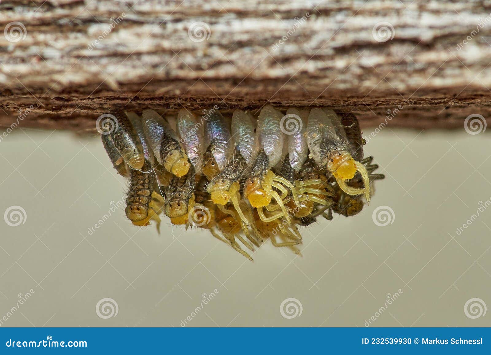 Emerging ladybugs stock photo. Image of growth, insect - 232539930