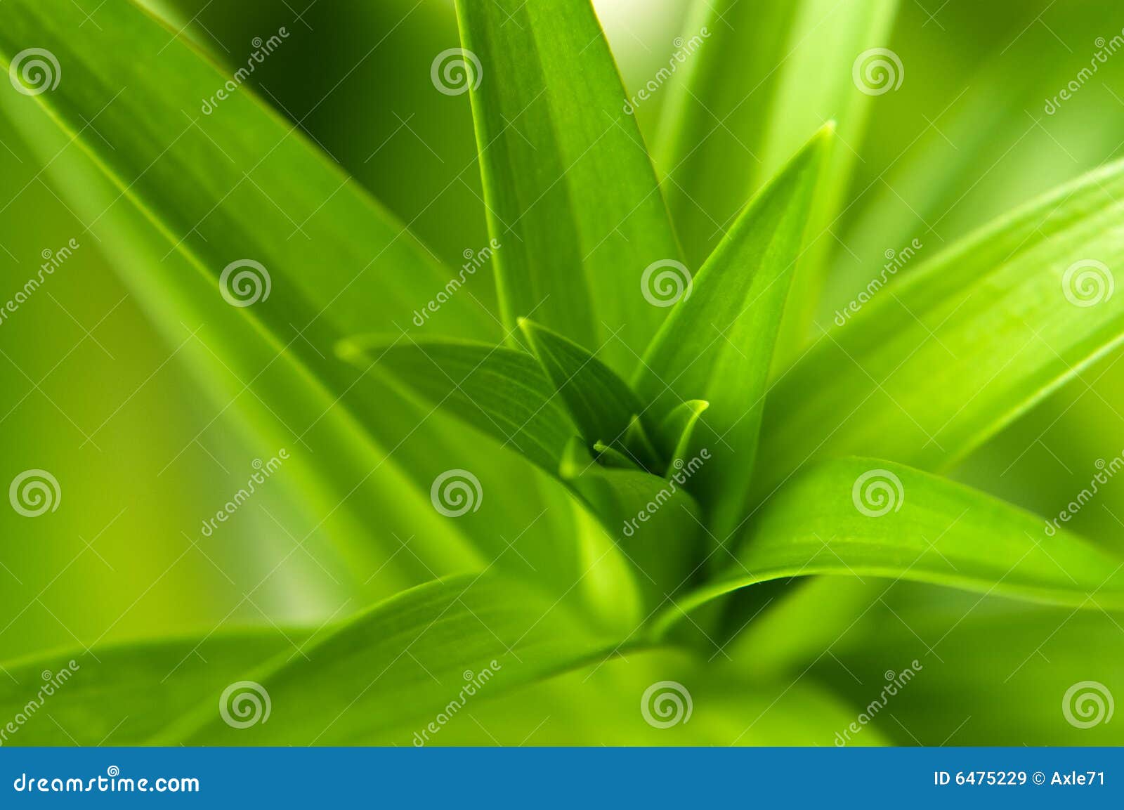 Emerging leaves stock image. Image of plant, green, backgrounds - 6475229