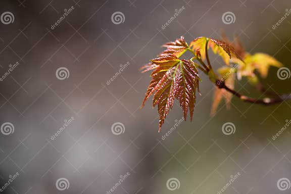 Emerging maple leaves stock image. Image of macro, growth - 92376269