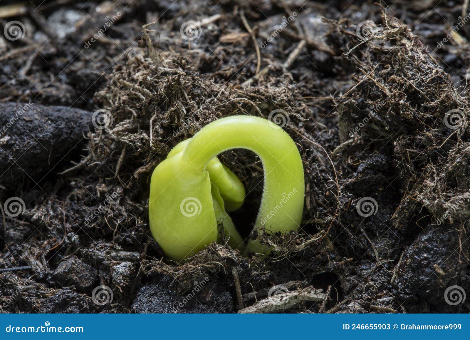 Emerging New Plant Shoot Close Up Stock Image - Image of germination ...