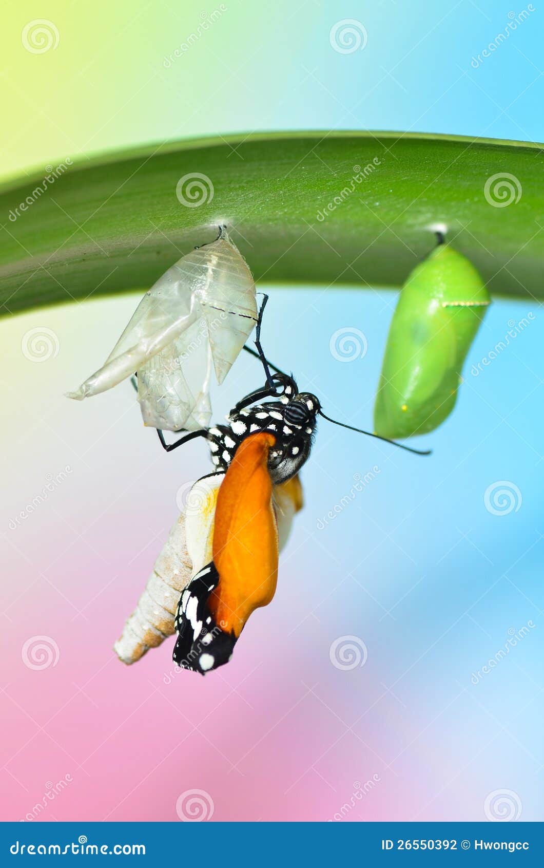 Emerging Plain Tiger Butterfly Stock Photo - Image of larva, renewal ...