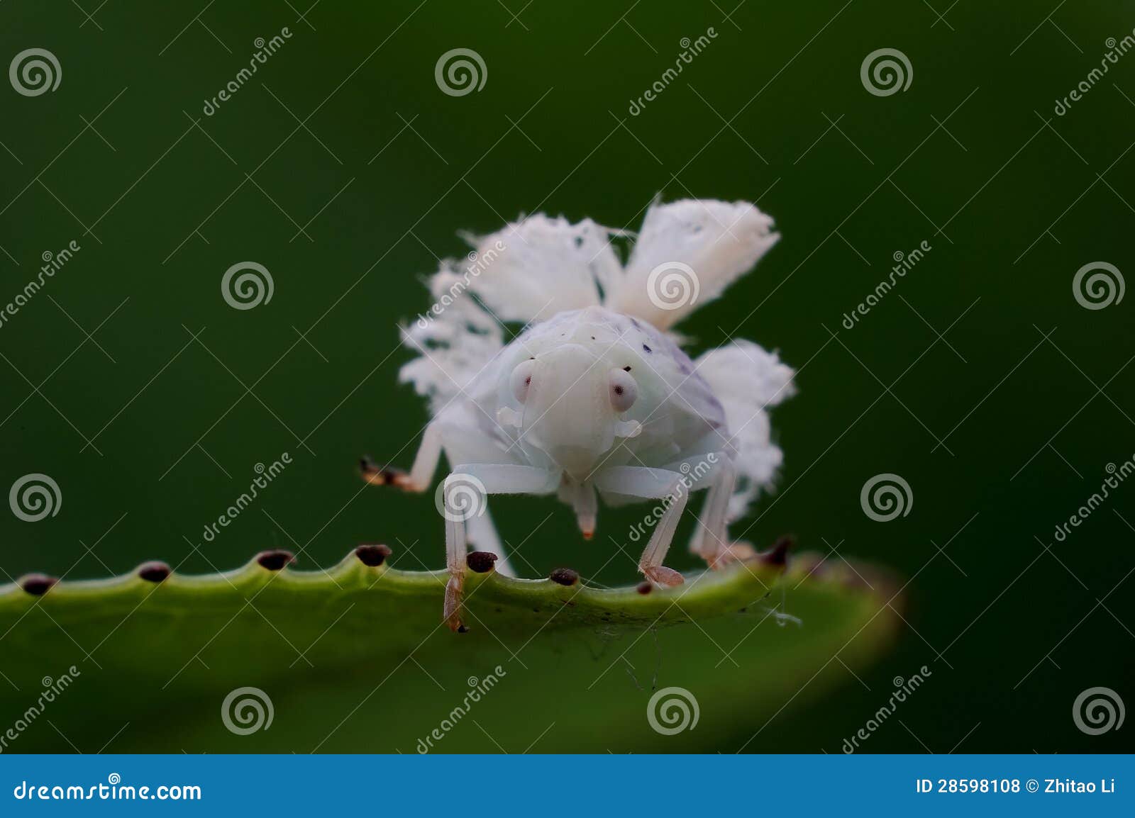 Emerging Planthopper Insect Stock Photo - Image of white, planthopper ...