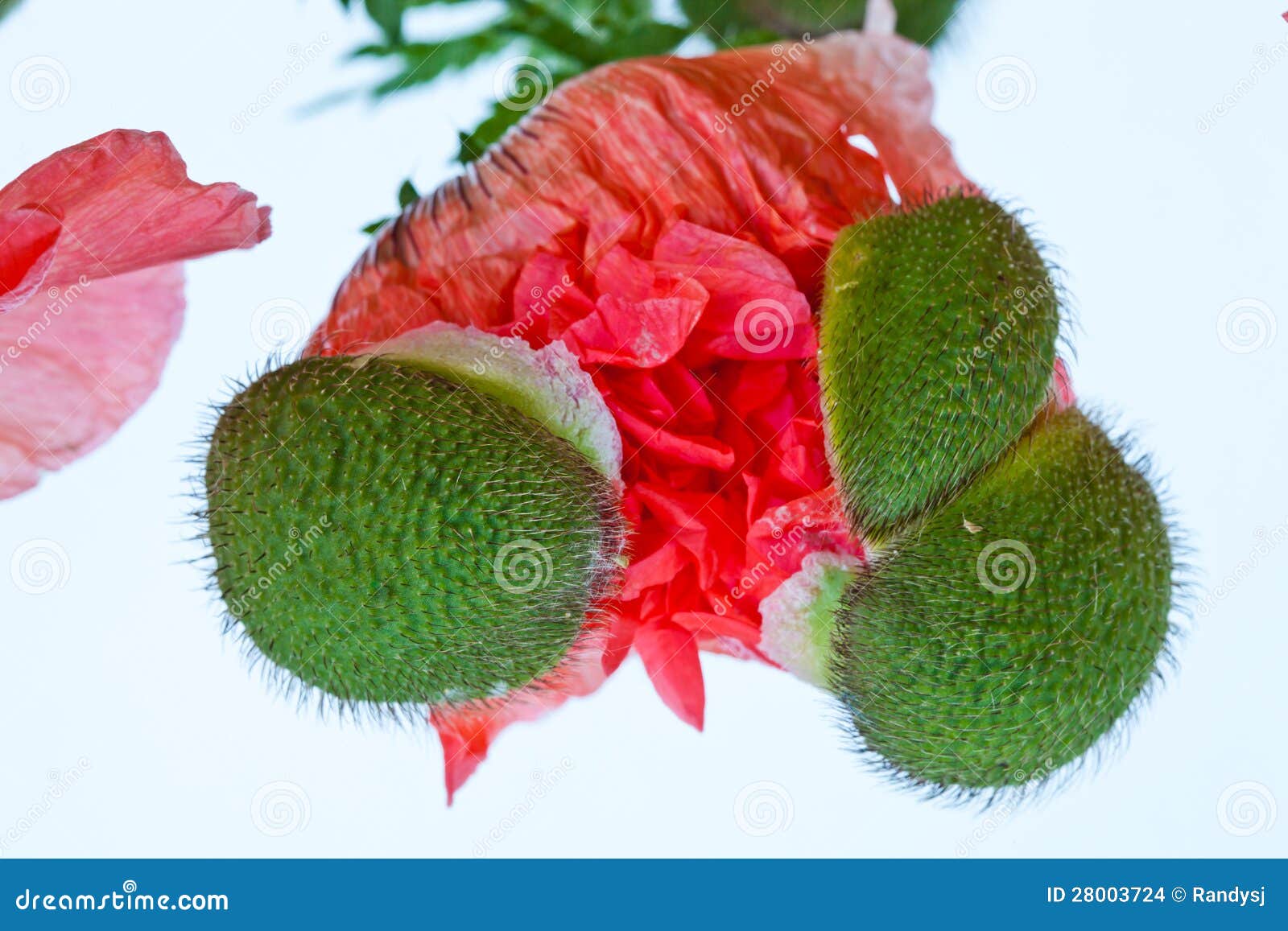 Emerging Red Poppy stock photo. Image of orange, budding - 28003724