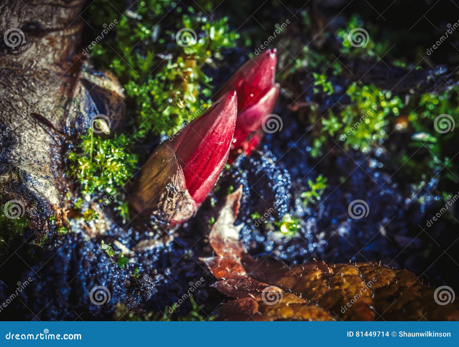 Emerging shoots stock photo. Image of cultivation, growing - 81449714