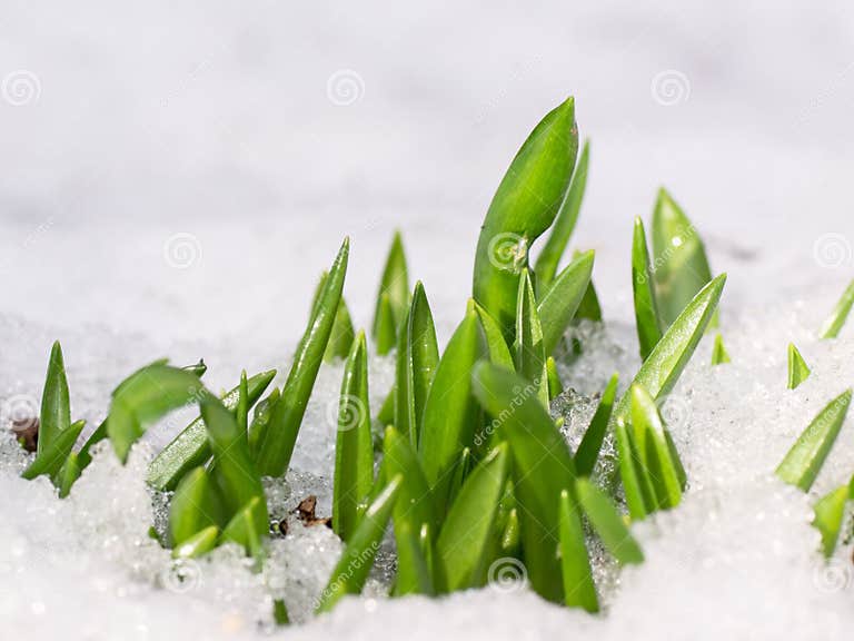 Emerging snowdrops stock photo. Image of garden, closeup - 37431302