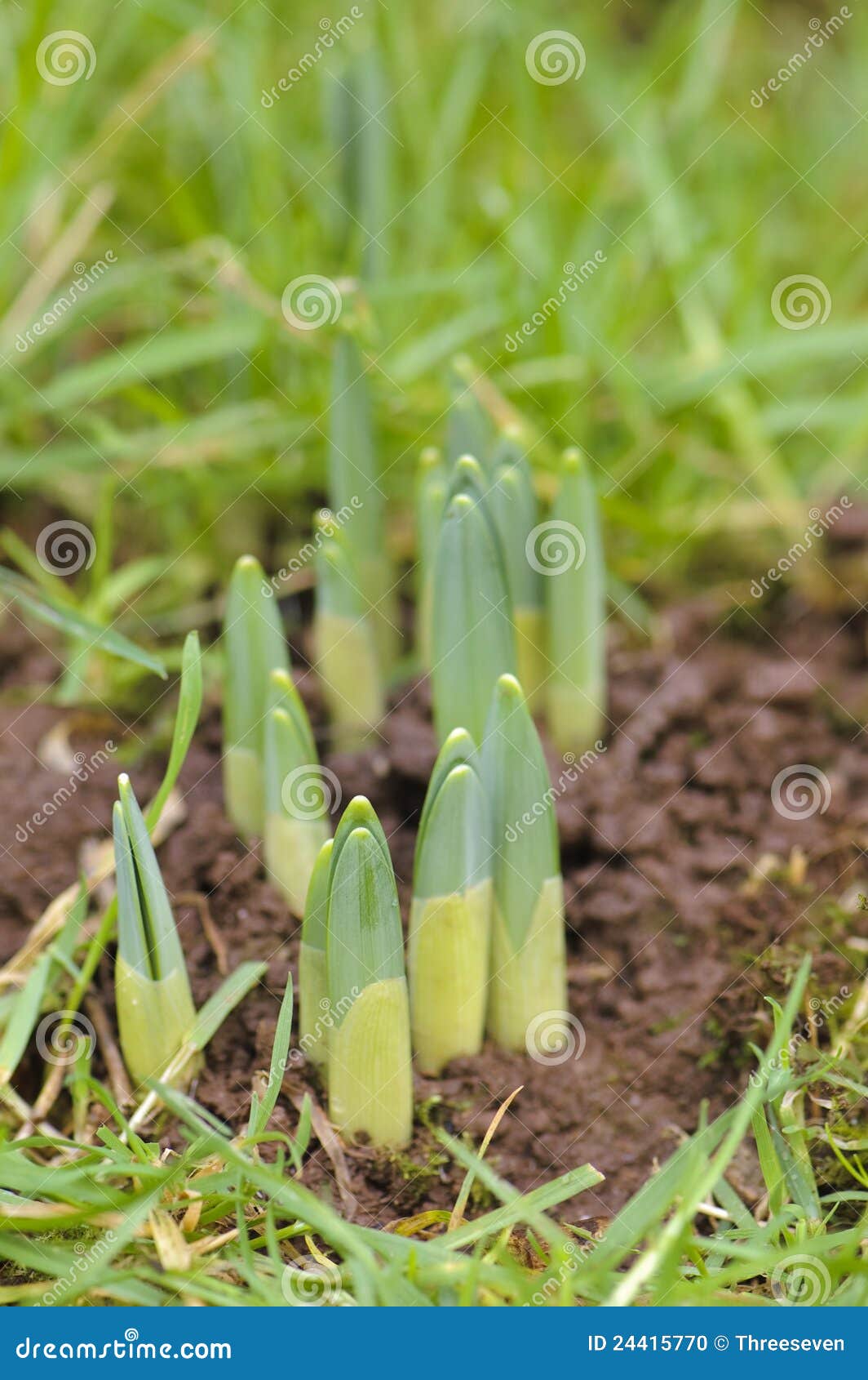 Emerging spring bulb stock photo. Image of foliage, plant - 24415770
