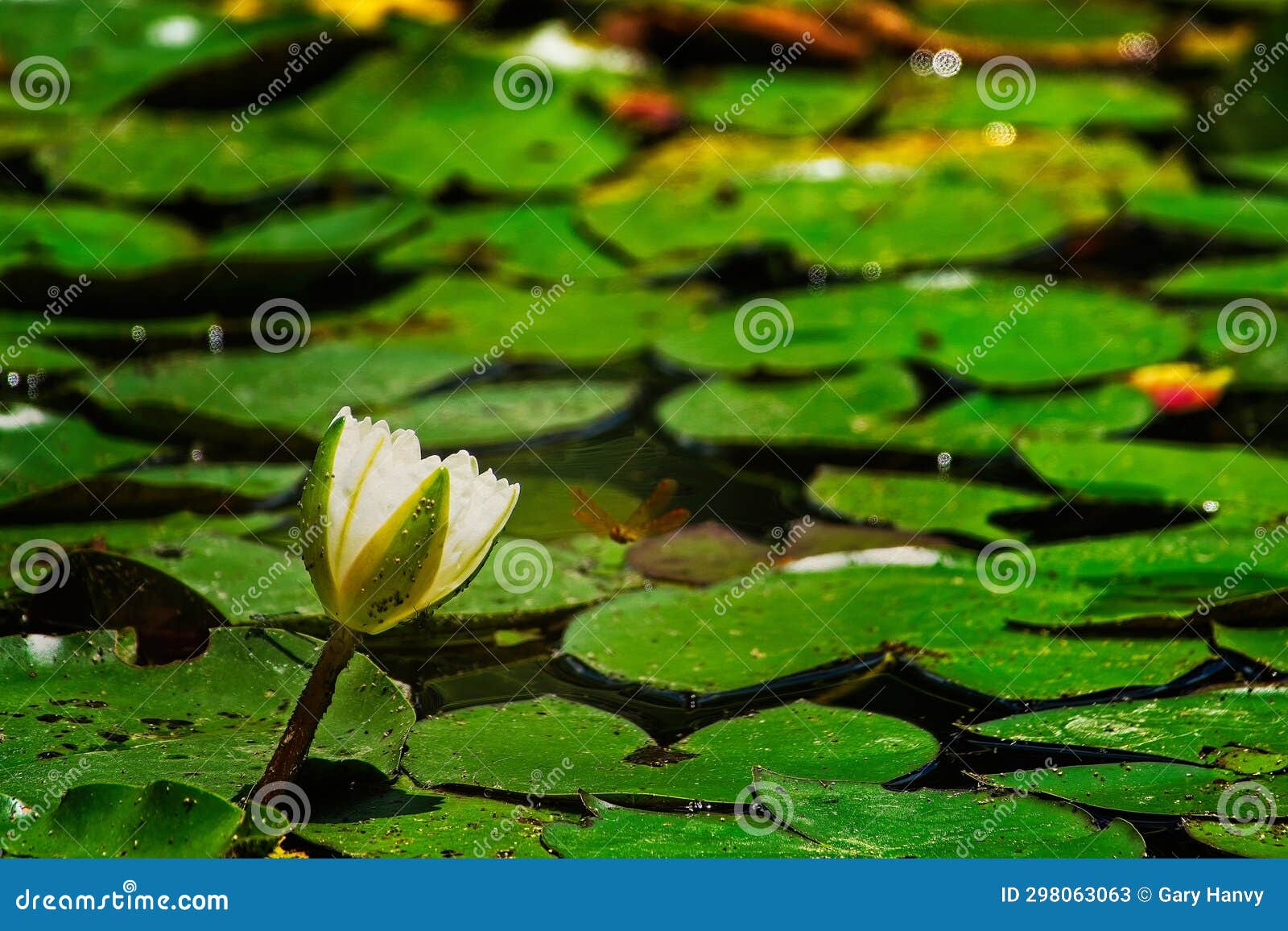 Emerging Water Lilly in Pond Stock Image - Image of plants, emerging ...