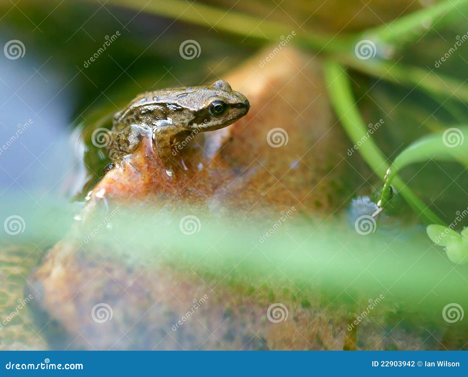 Emerging young frog stock photo. Image of frog, water - 22903942