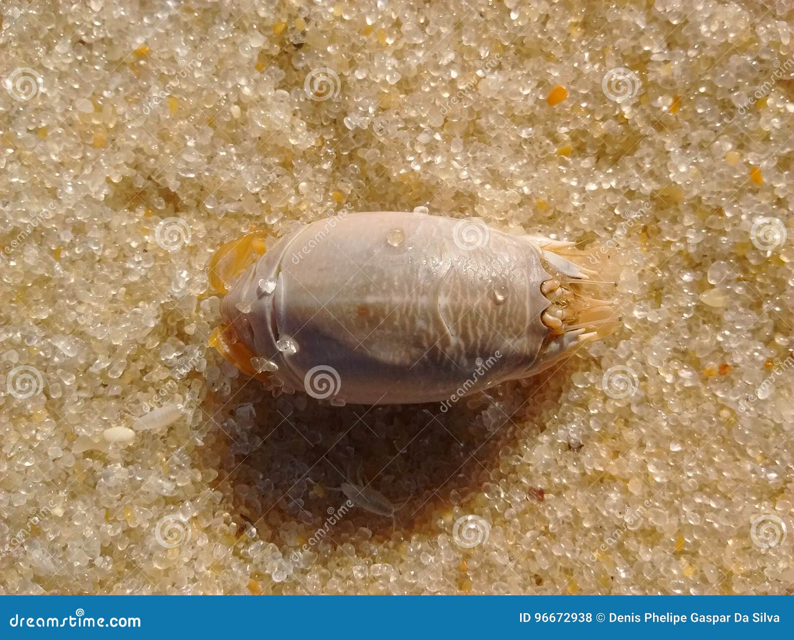 Emerita-brasiliensis stockfoto. Bild von strände, emerita - 96672938