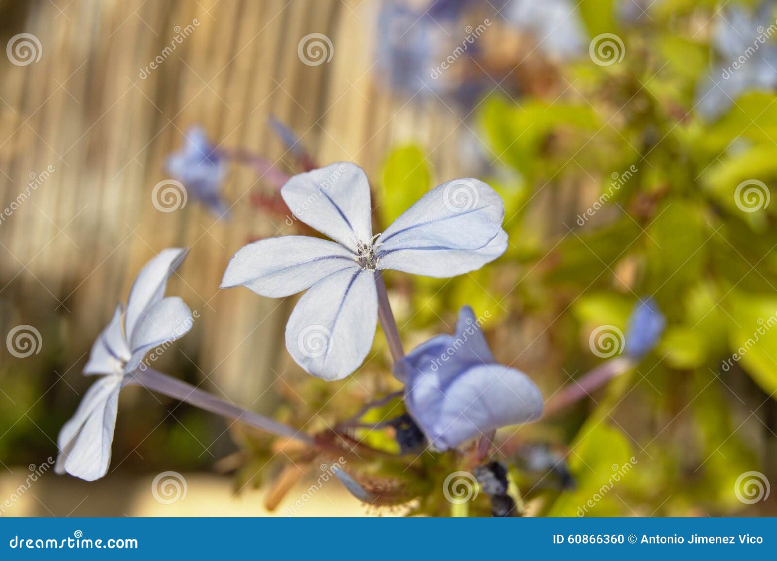 Emilia flower stock photo. Image of color, flower, backgrounds - 60866360