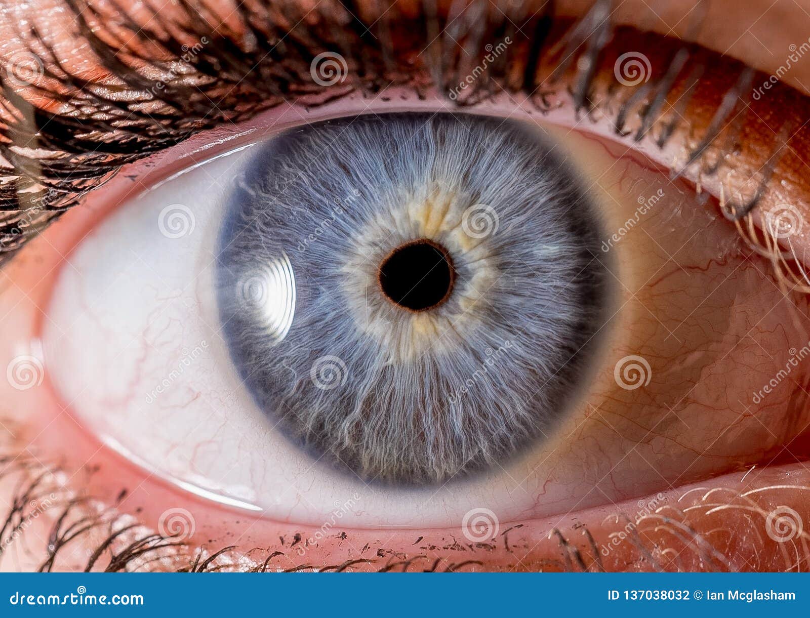 Close Up Eye. Close Up Iris. Very Close Macro Shot of an Eyeball. Blue ...