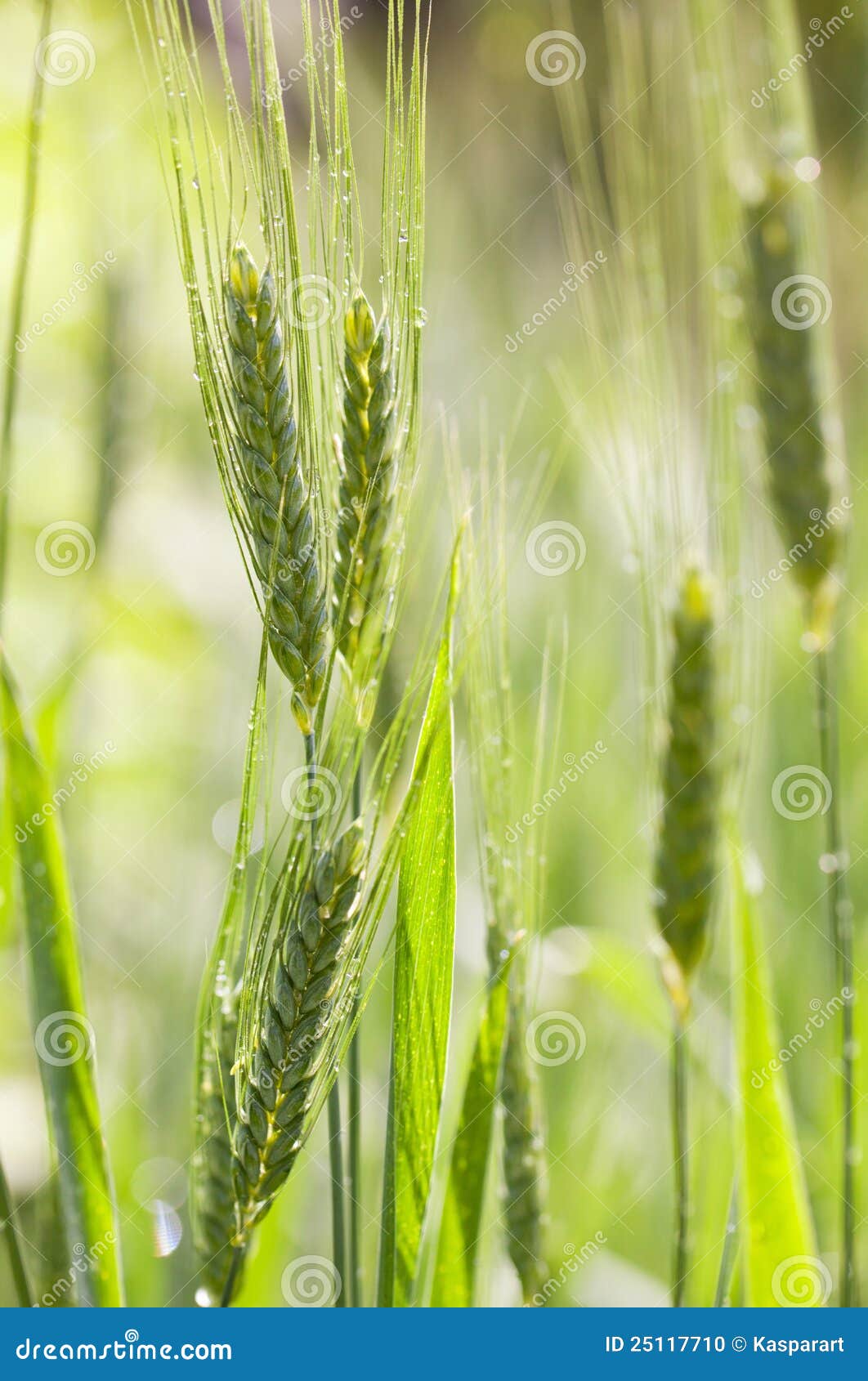 Emmer Plants (Triticum Dicoccum) Stock Photo - Image of triticum, depth ...