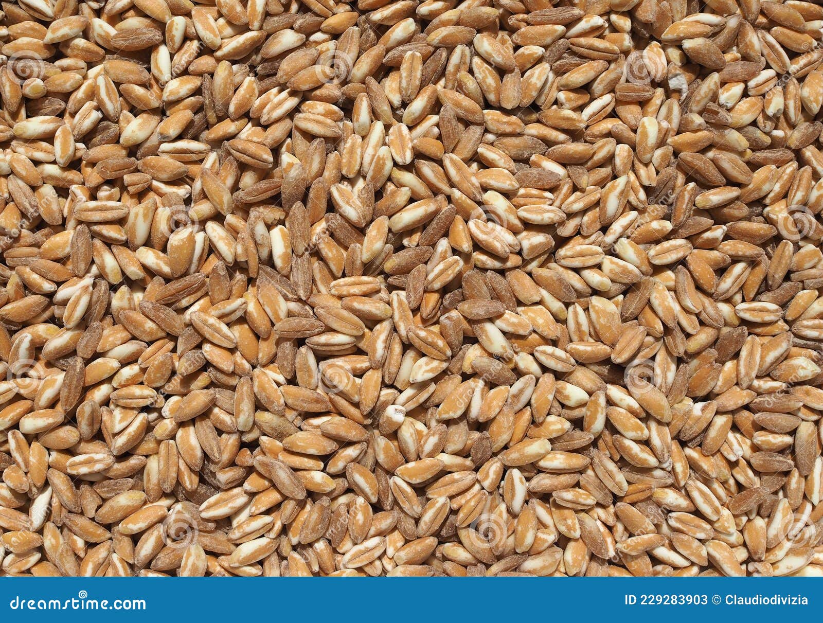Emmer wheat cereals food stock image. Image of grain - 229283903