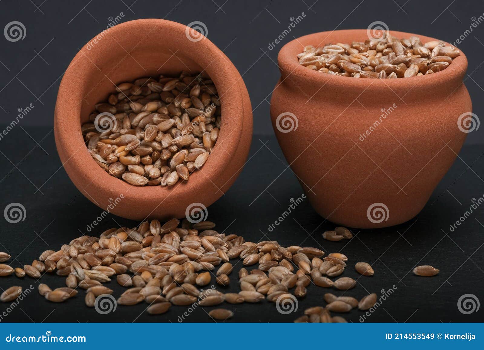 Emmer Wheat Shortly Before Harvest, Triticum Dicoccum, Bavaria, Germany ...