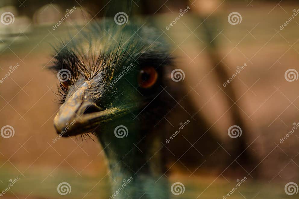 Emo the bird stock image. Image of bird, look, giving - 99208157