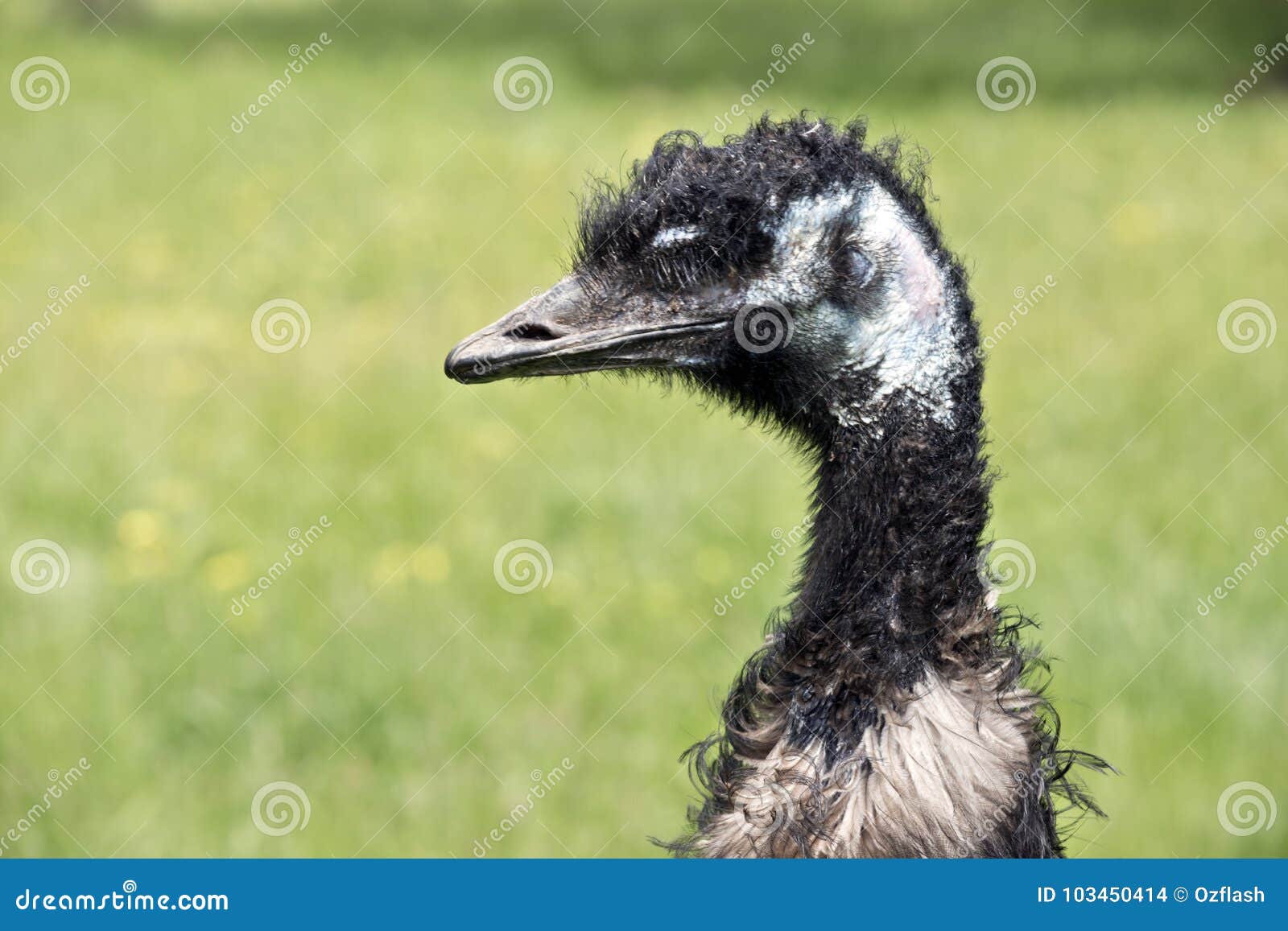Emoe stock foto. Image of vogel, ondoordacht, sluit - 103450414