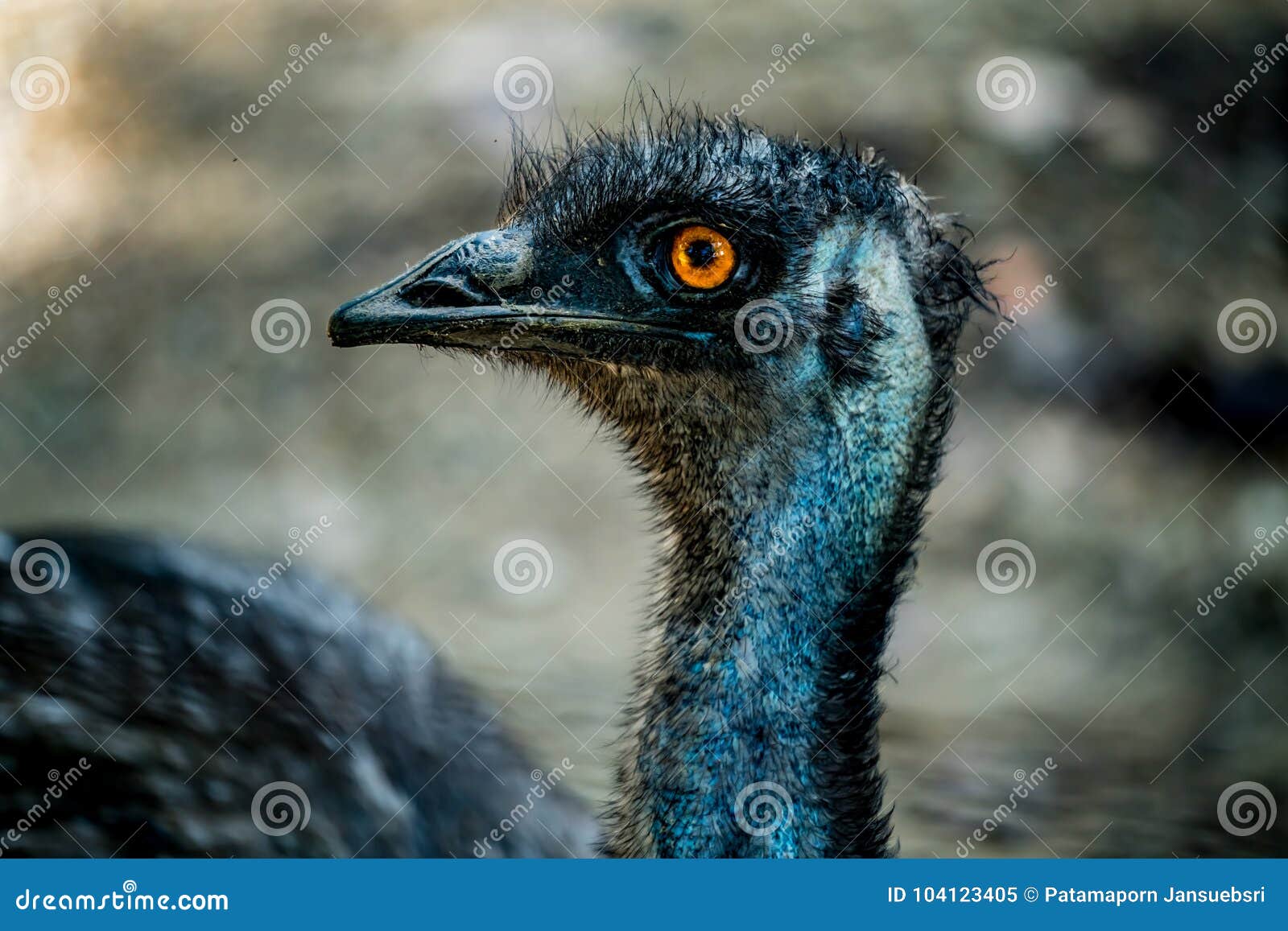 Emoe stock afbeelding. Image of australië, vogel, haar - 104123405