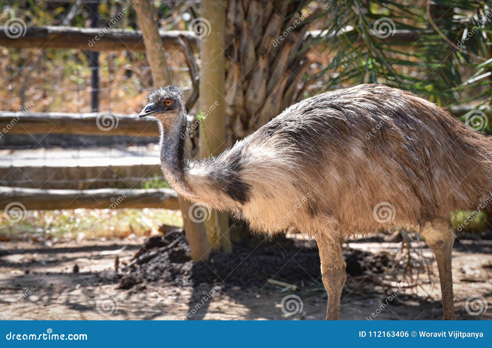 Emoe stock foto. Image of emoe, ondoordacht, mensen - 112163406