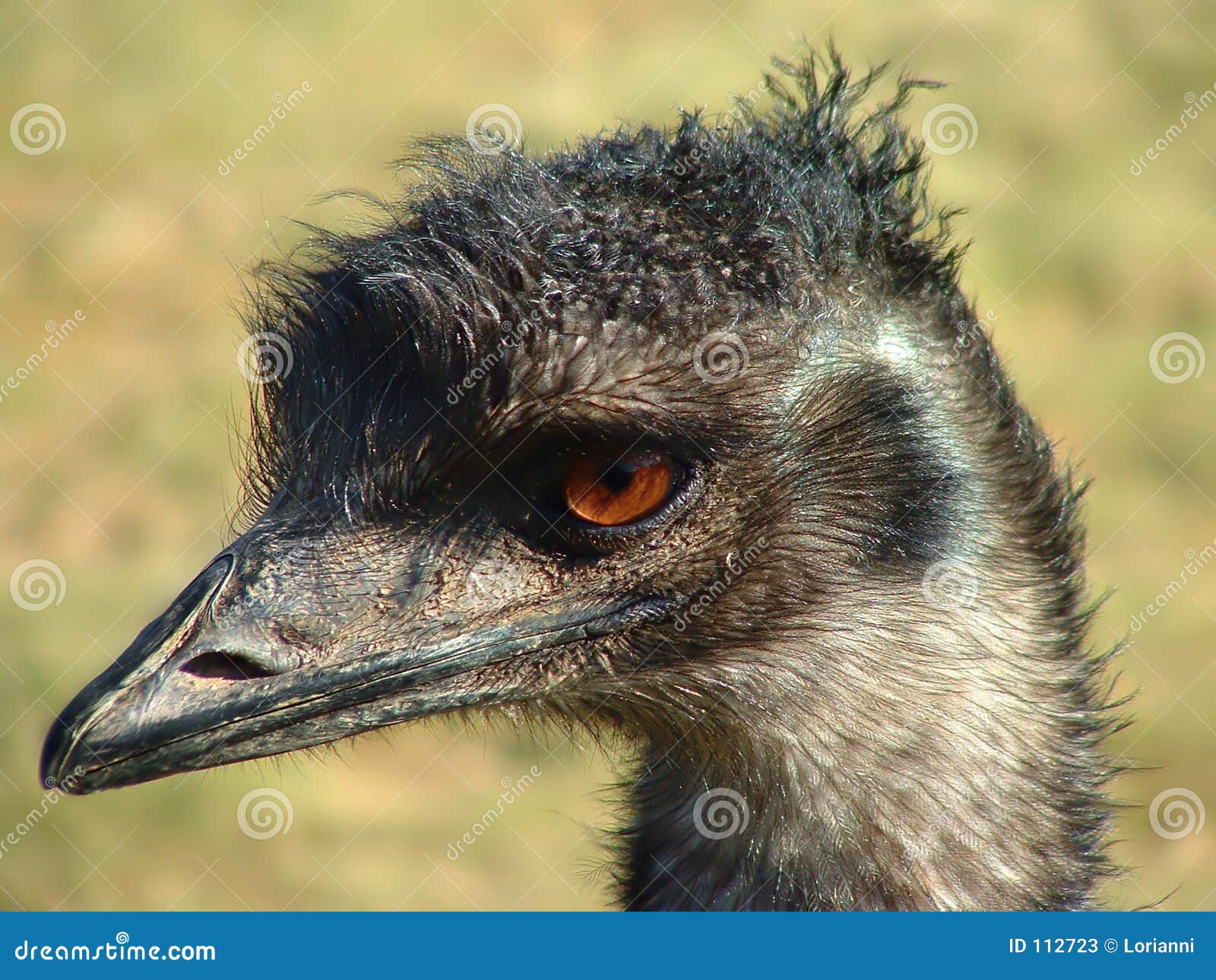 Emoe stock afbeelding. Image of voortgekomen, emoe, ogen - 112723