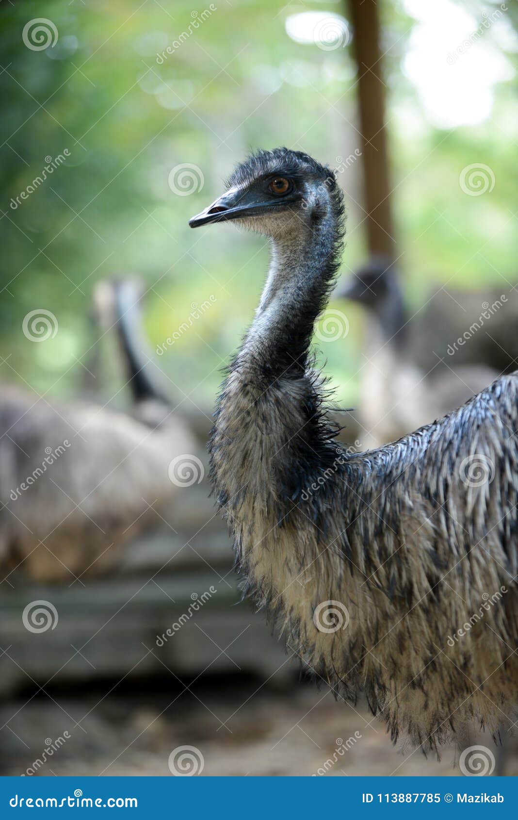 Emoe stock afbeelding. Image of nave, veer, haar, struisvogel - 113887785