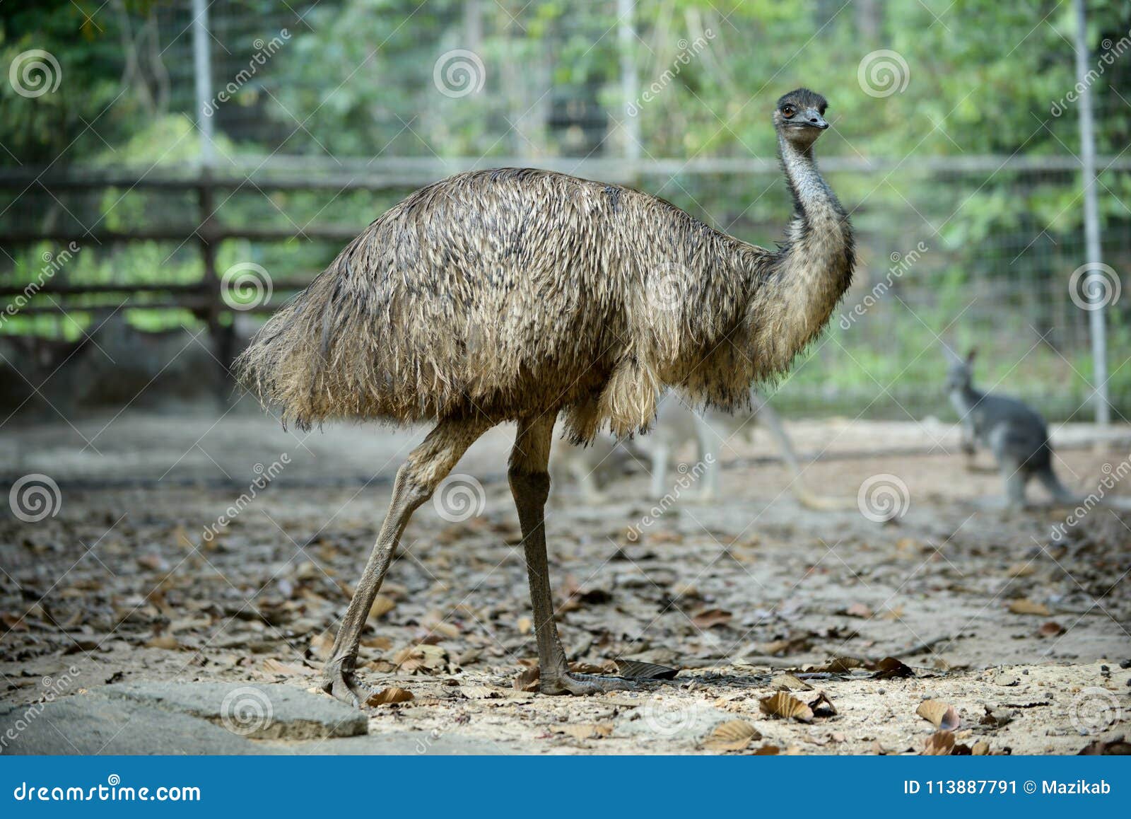 Emoe stock afbeelding. Image of emoe, wild, dieren, haar - 113887791