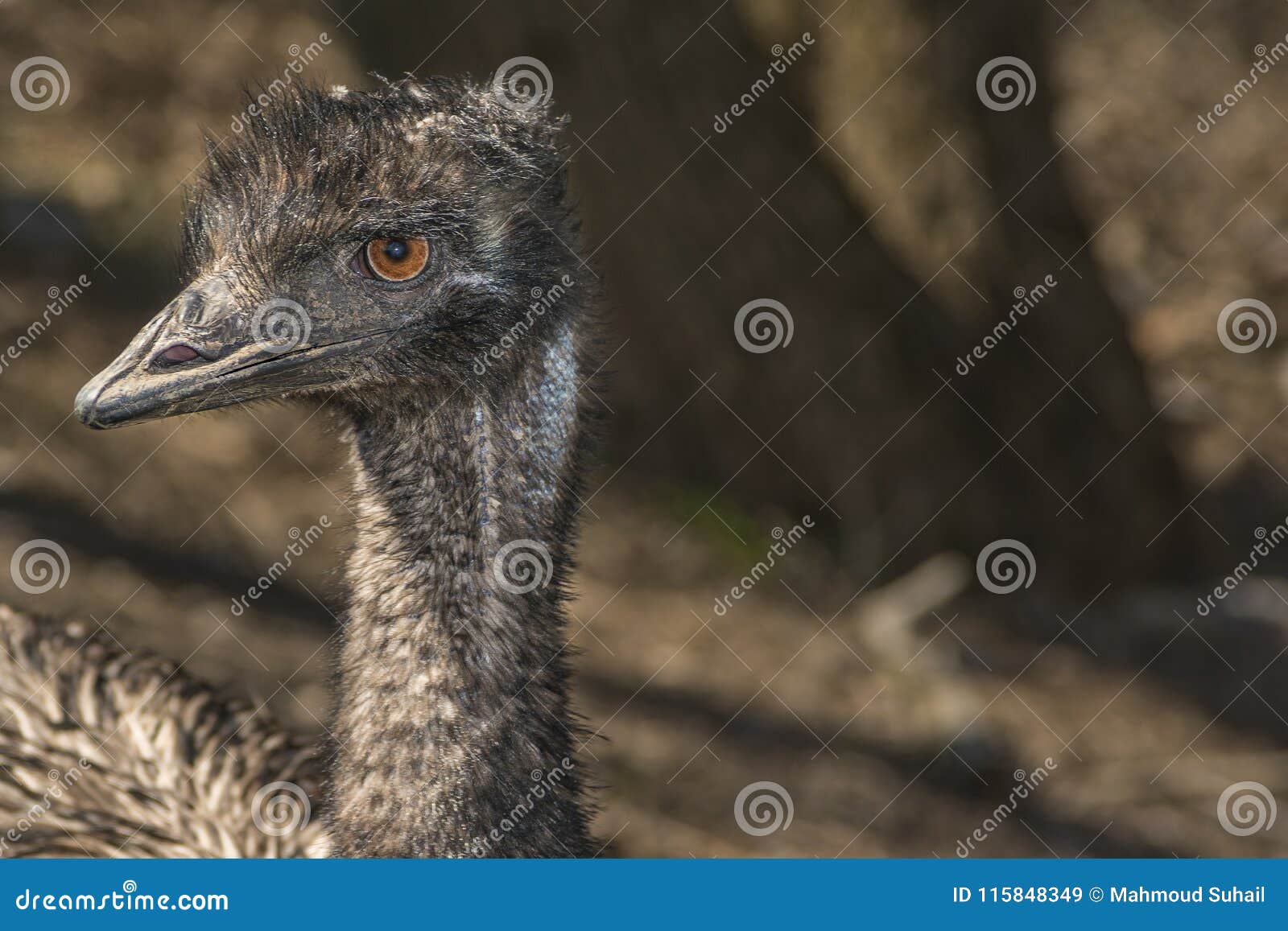 Emoe stock afbeelding. Image of hoofd, haar, harig, ondoordacht - 115848349