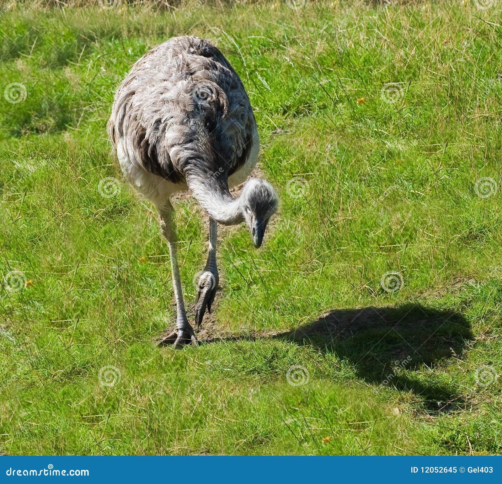 Emoe stock afbeelding. Image of veren, nosheid, gezicht - 12052645