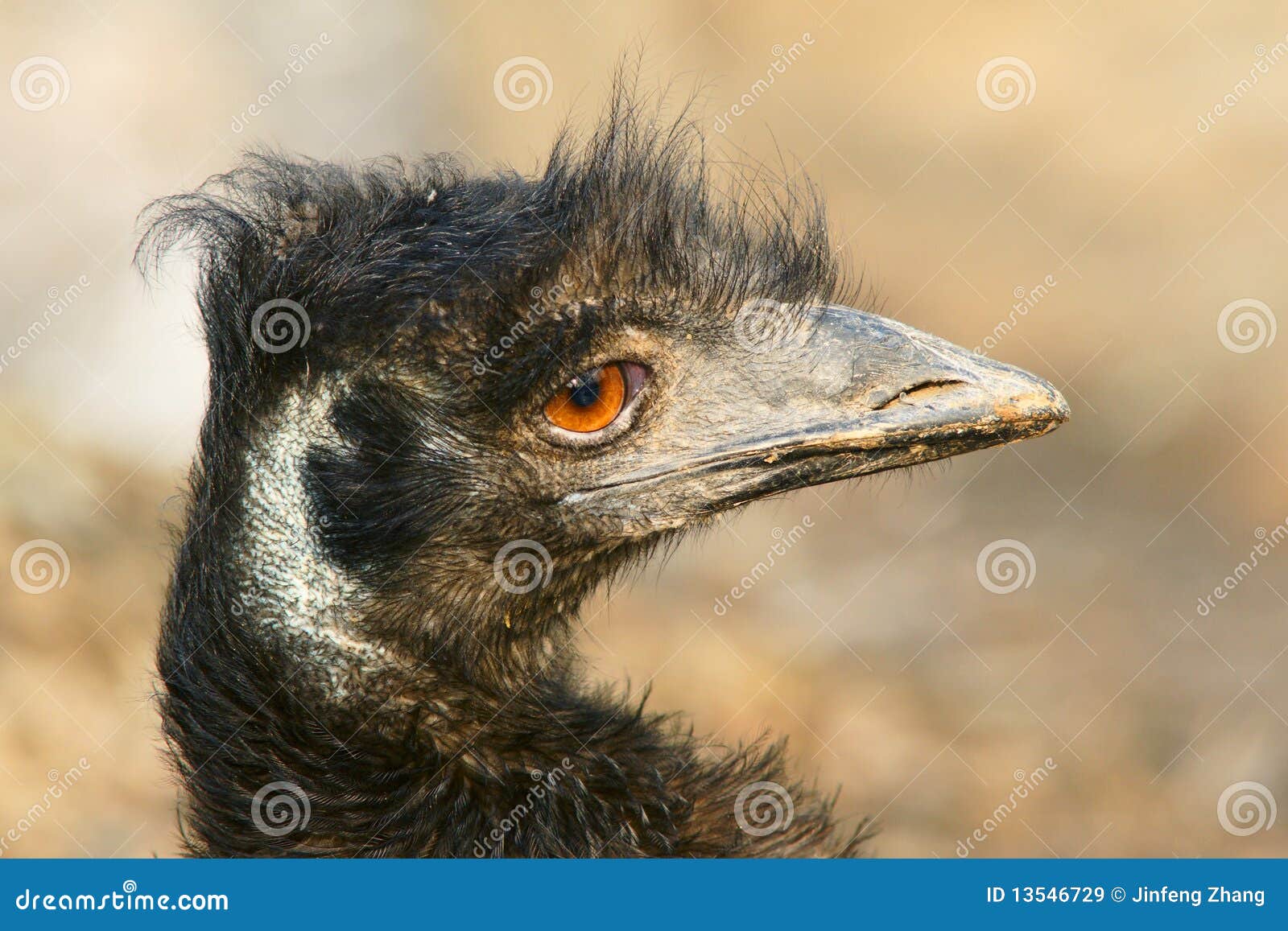 Emoe stock afbeelding. Image of australisch, dier, vogel - 13546729