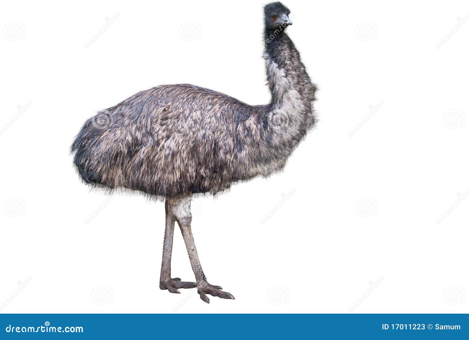 Emoe stock afbeelding. Image of lang, stap, klauw, dierentuin - 17011223