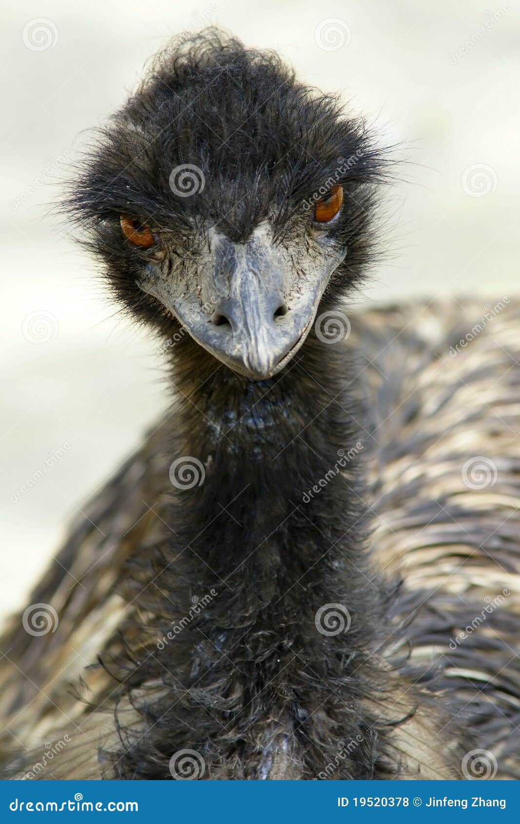 Emoe stock foto. Image of dieren, emoe, zwart, veren - 19520378
