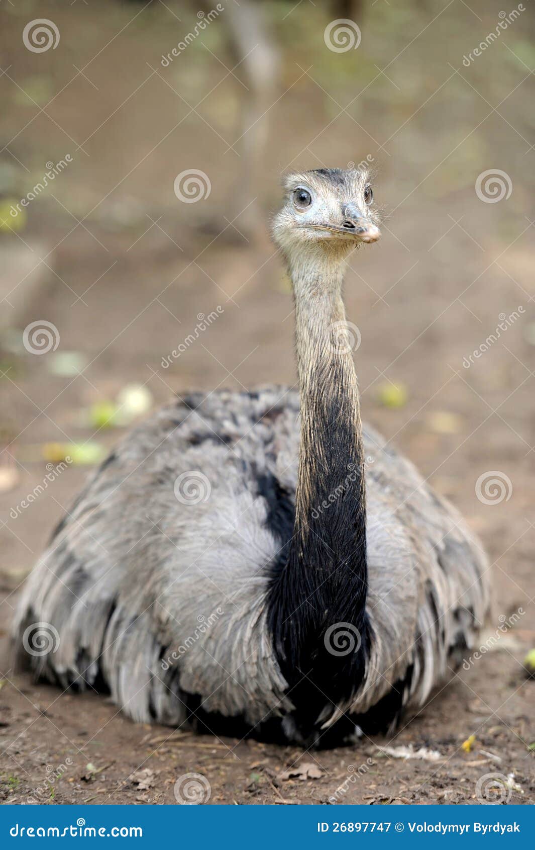 Emoe stock afbeelding. Image of haar, portret, vogel - 26897747