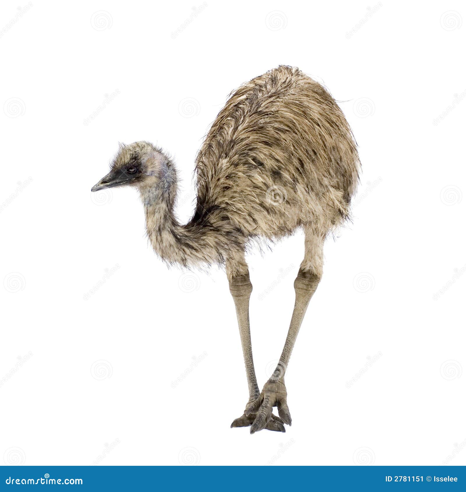 Emoe stock afbeelding. Image of veer, emoe, dier, struisvogel - 2781151