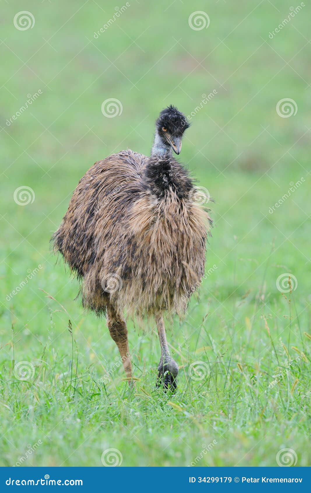 Emoe stock afbeelding. Image of enkelvoudig, veer, bedreigd - 34299179