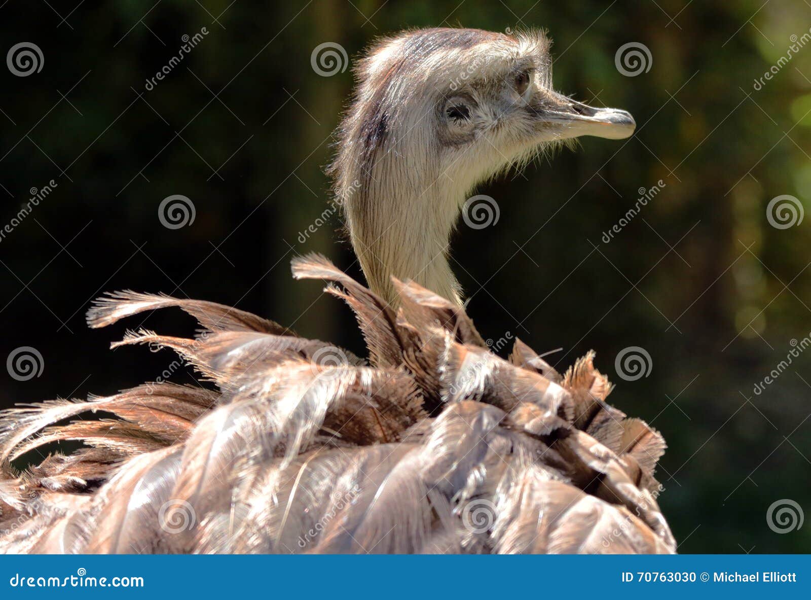 Emoe stock foto. Image of sluit, snel, enkelvoudig, lang - 70763030