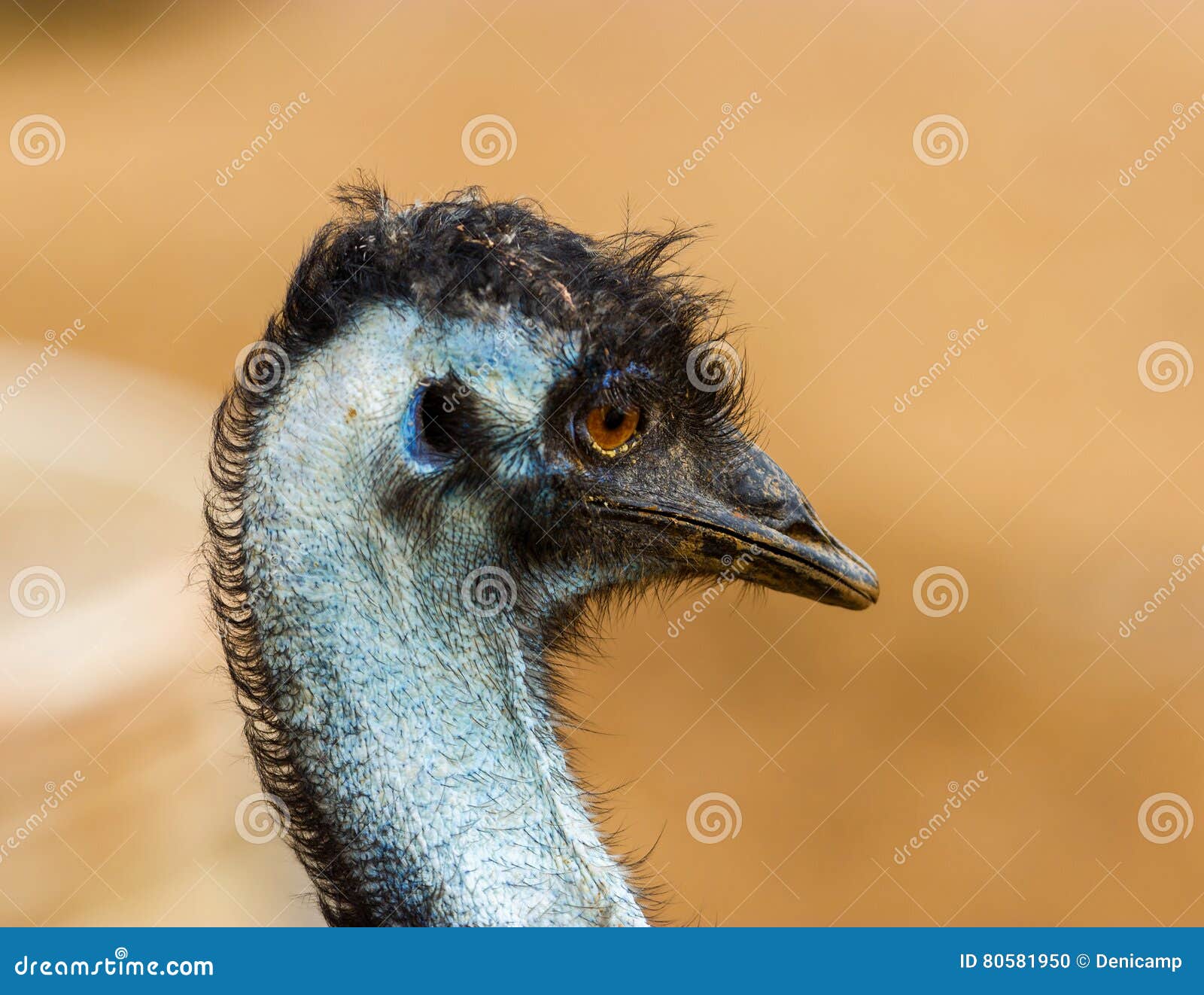 Emoe stock foto. Image of grappig, groen, leuk, struisvogel - 80581950