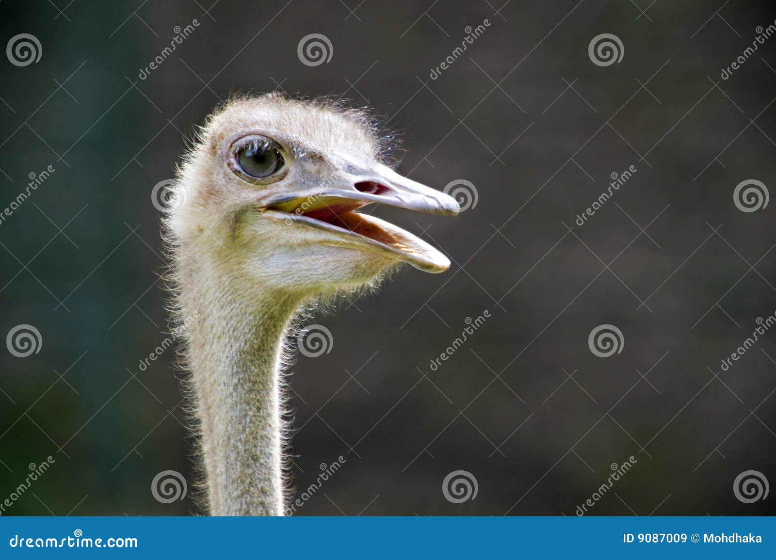 Emoe stock afbeelding. Image of lang, sluit, veren, glanzen - 9087009