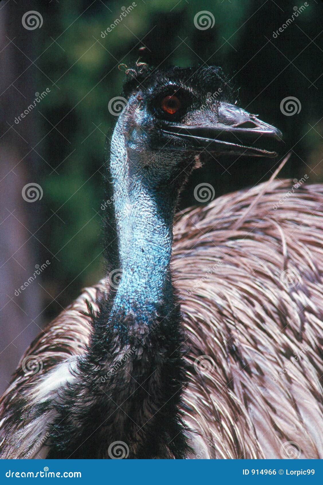 Emoe stock foto. Image of emoe, vogel, ponden, snel, groot - 914966